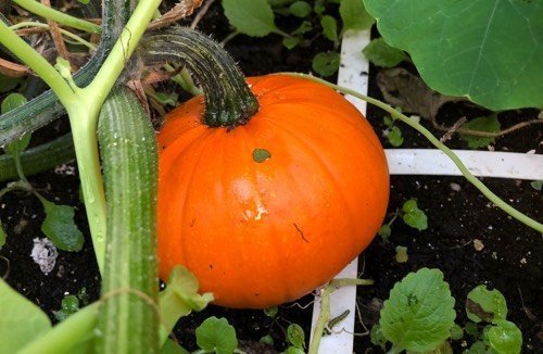 Zaden courgette en pompoen onveilig? | Makkelijke Moestuin