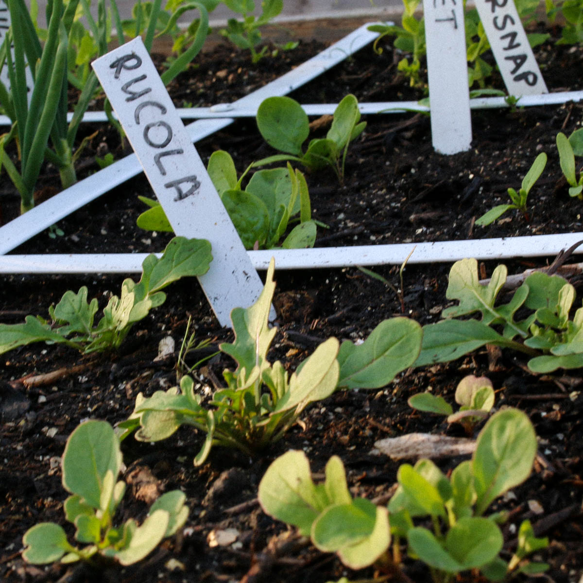 Rucola zaaien en kweken: super gezond | Makkelijke Moestuin