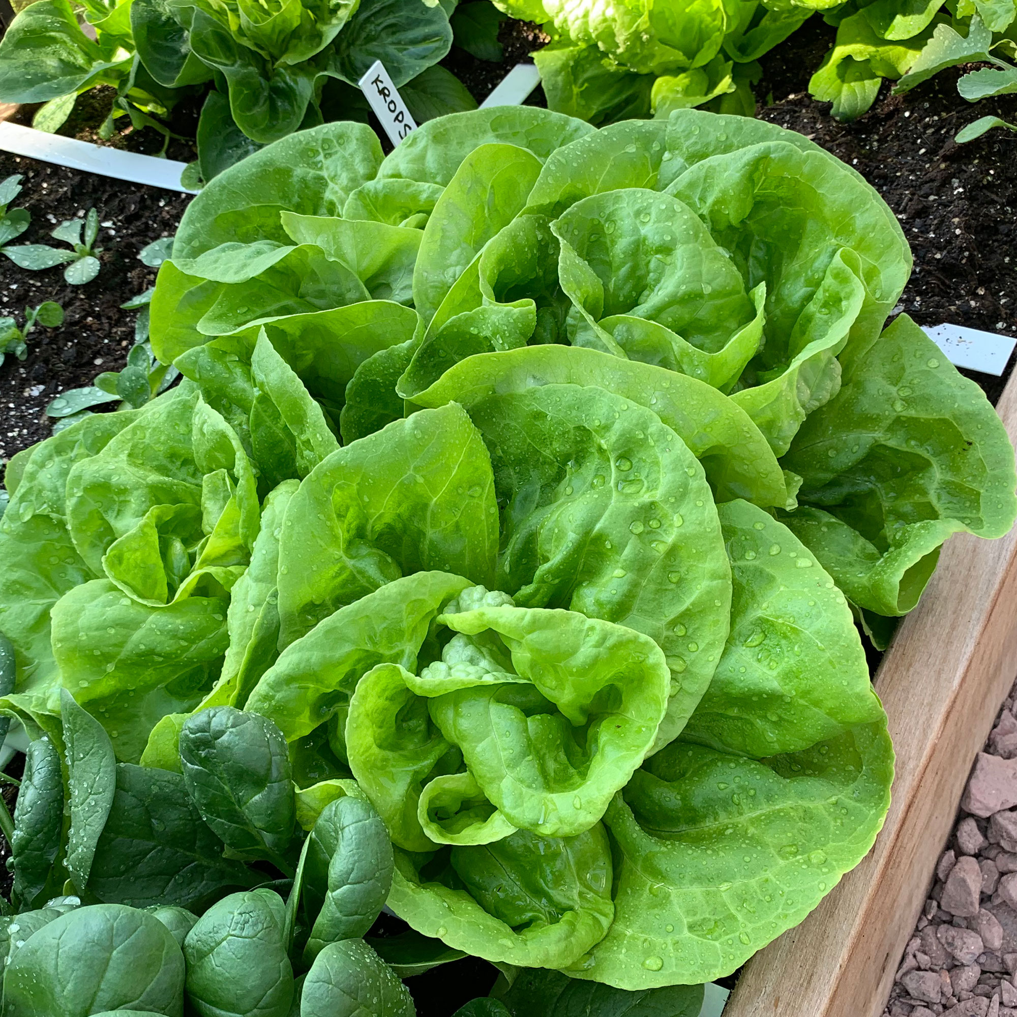Mini-kropsla zaaien en kweken | Makkelijke Moestuin