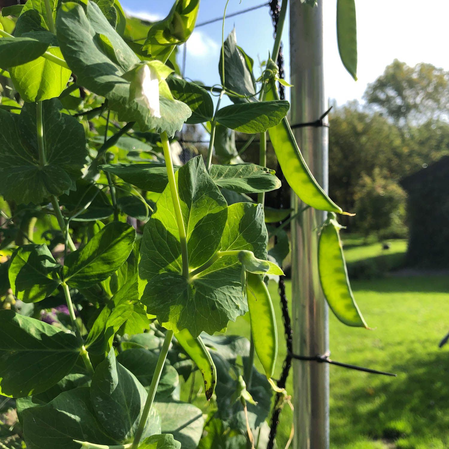 Peultjes zaaien en kweken | Makkelijke Moestuin