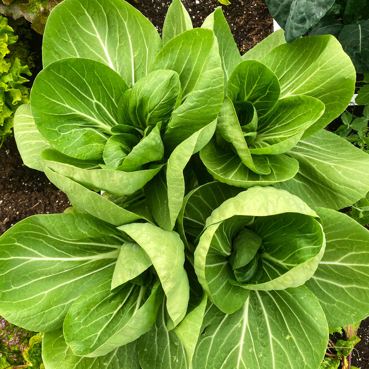 Paksoi zaaien en kweken | Makkelijke Moestuin