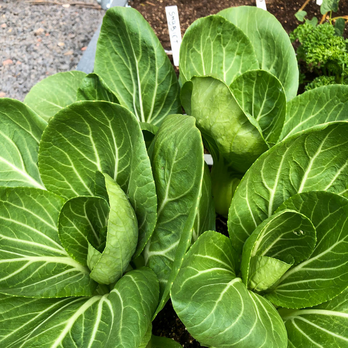 Paksoi zaaien en kweken | Makkelijke Moestuin