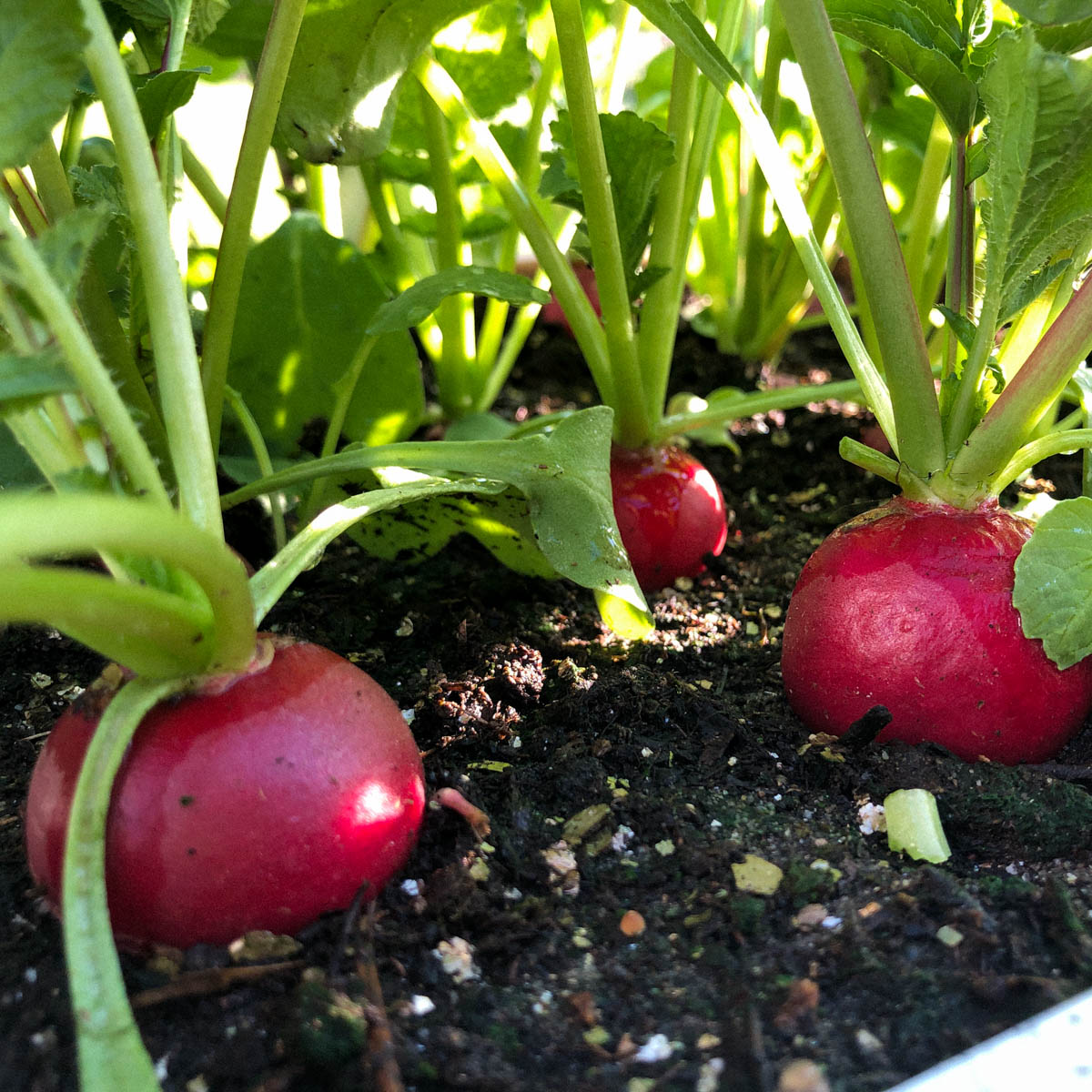 Reuzen Radijs zaaien en kweken | Makkelijke Moestuin