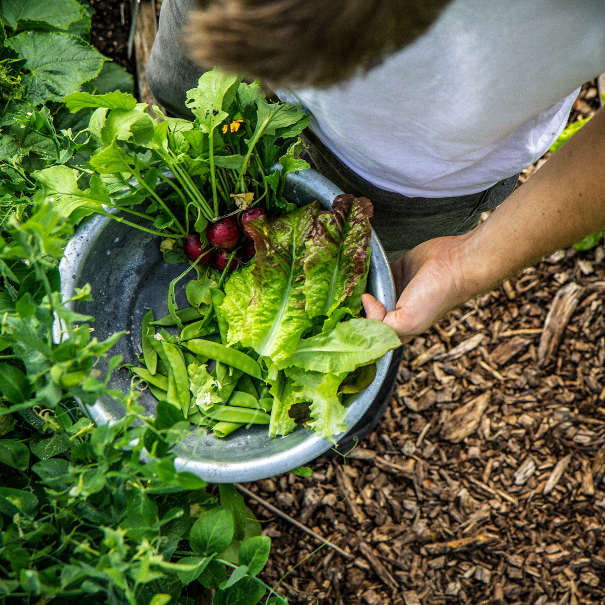 Makkelijke Moestuin zaden | Makkelijke Moestuin